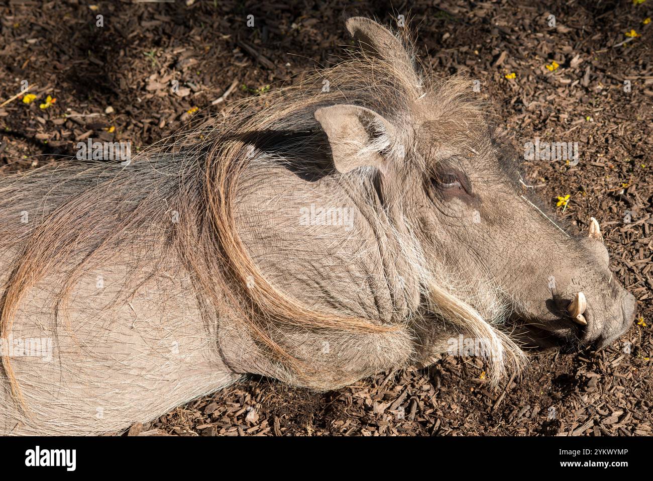 Warthog behavior hi-res stock photography and images - Alamy