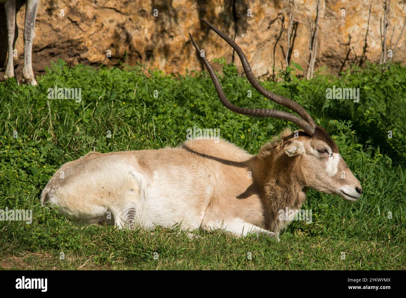 Addax hi-res stock photography and images - Alamy