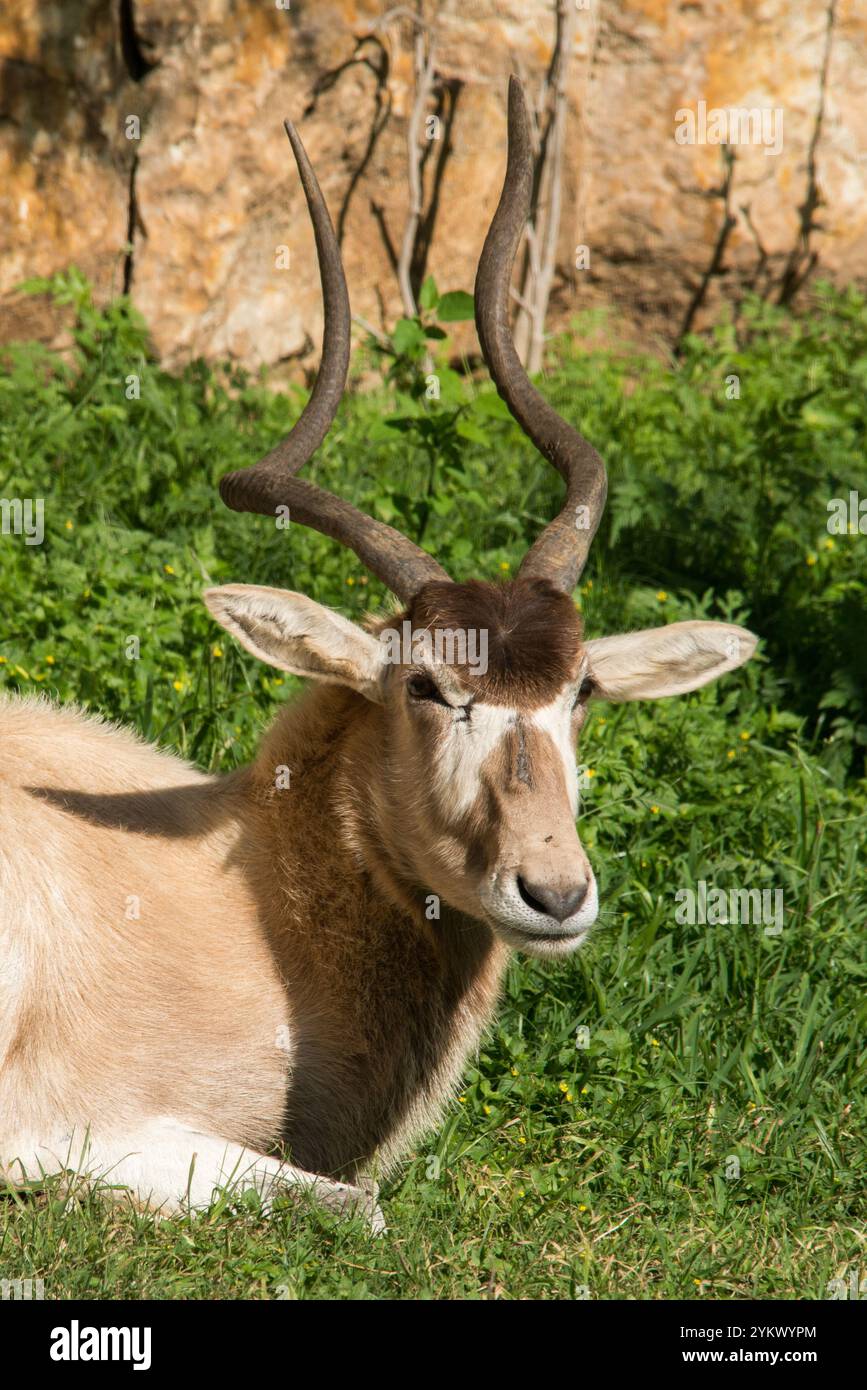 Addax hi-res stock photography and images - Alamy