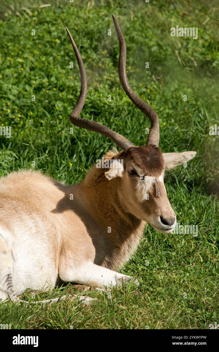 Addax hi-res stock photography and images - Alamy