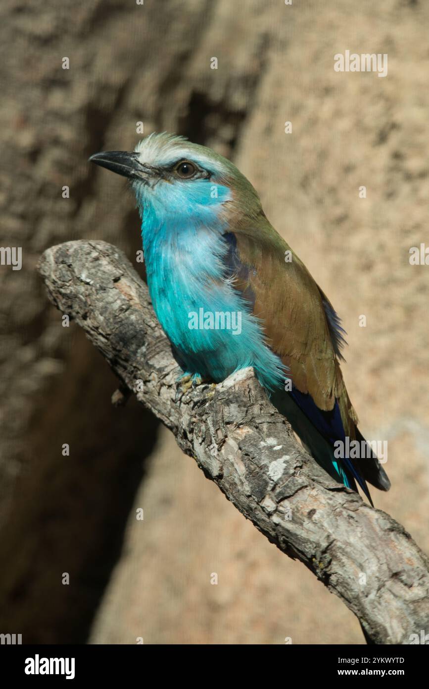 Blue racket hi-res stock photography and images - Alamy