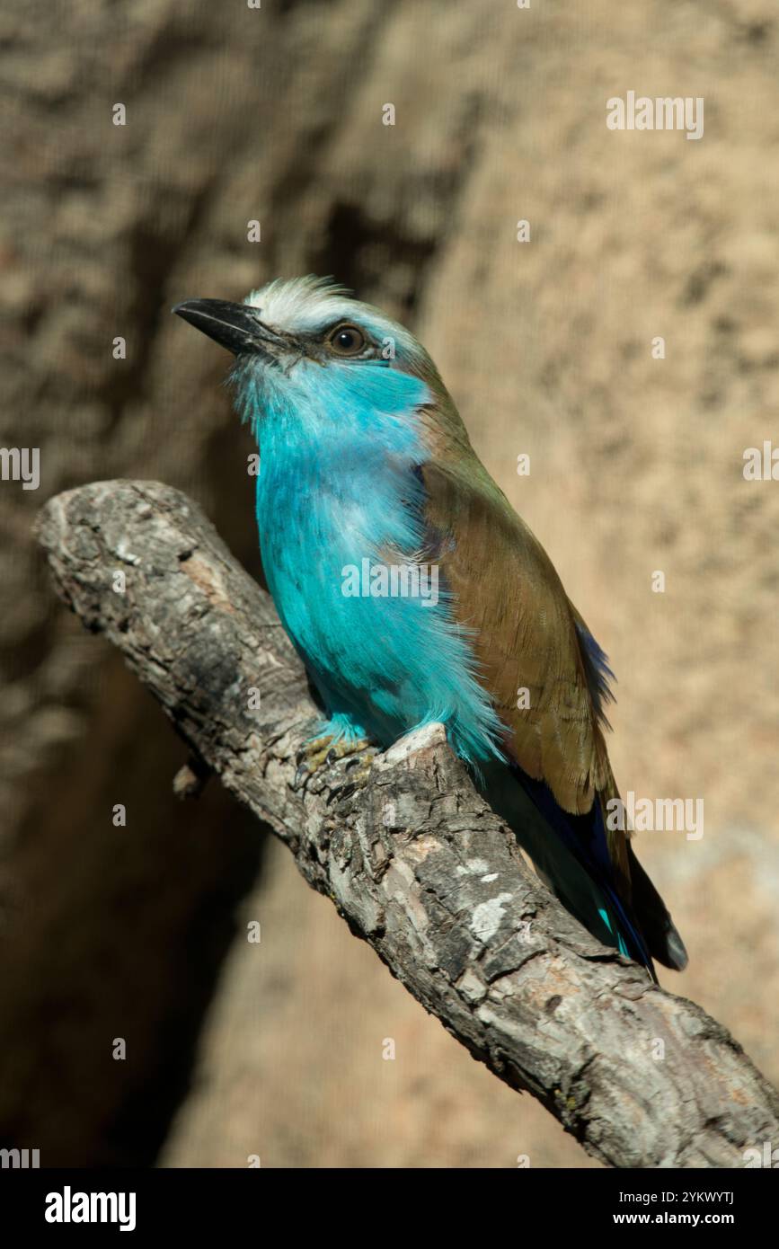 Tail racket hi-res stock photography and images - Alamy