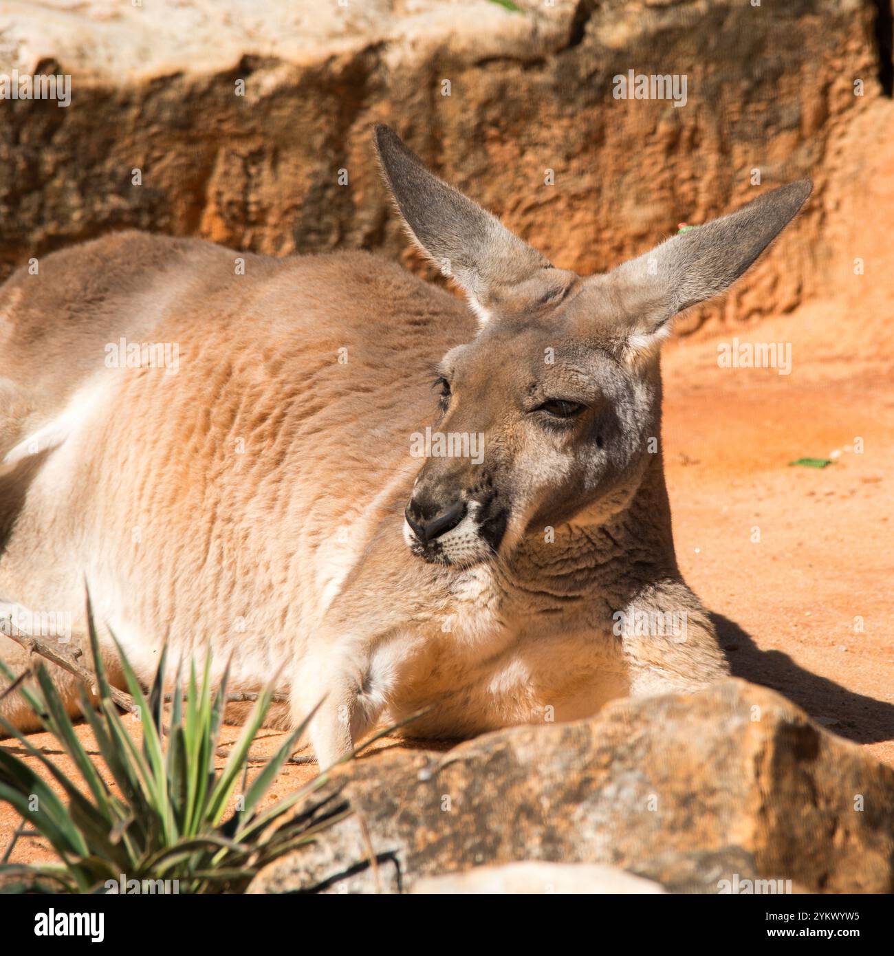 Adult eastern grey kangaroo hi-res stock photography and images - Alamy