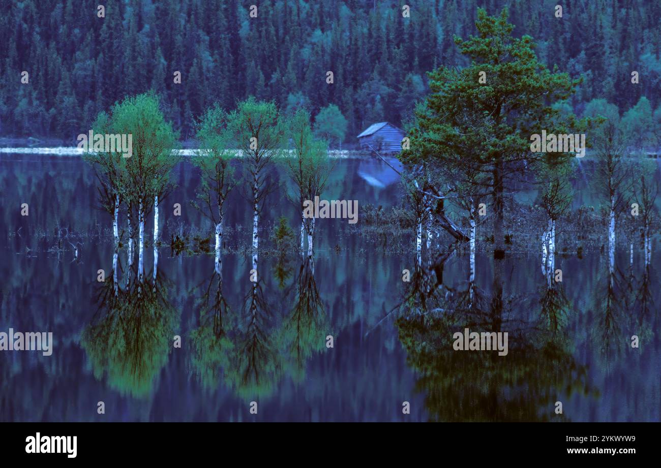 Trees, birches in a flooding river. Wetland nearby first to be flooded ...