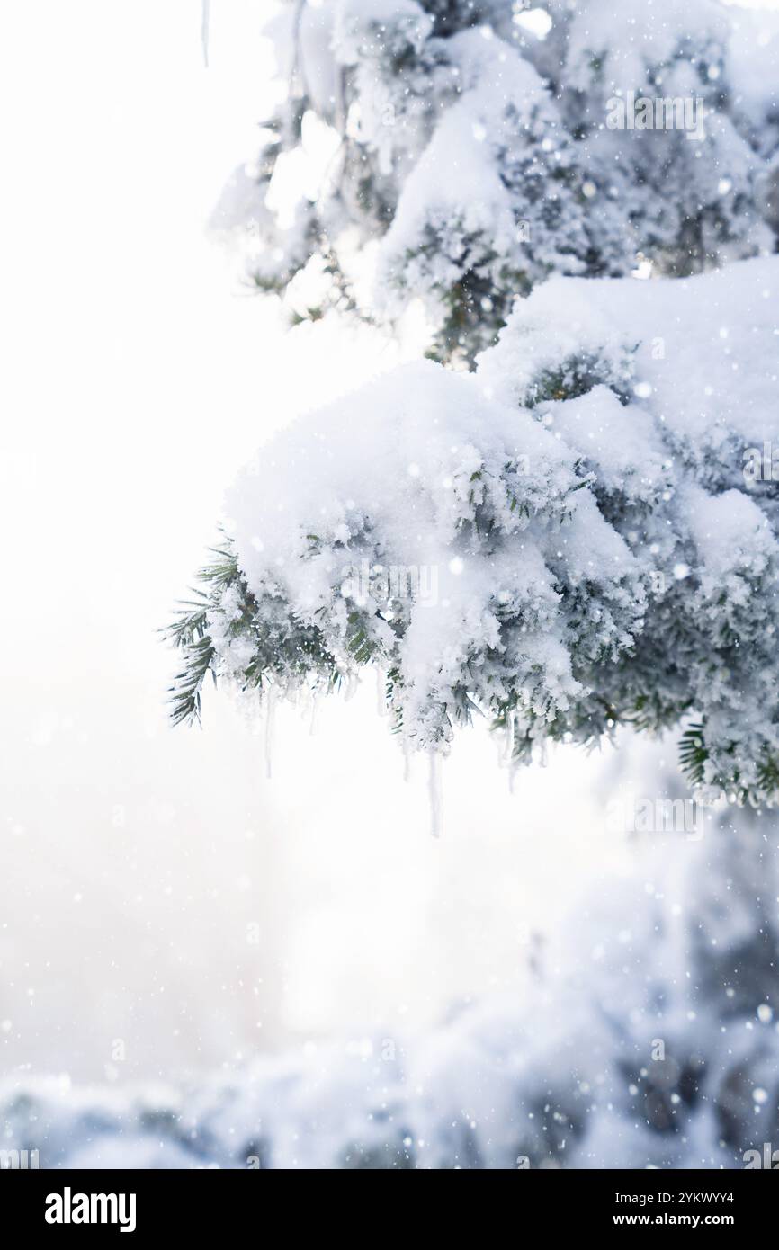 Pine winter snowy forest hi-res stock photography and images - Alamy