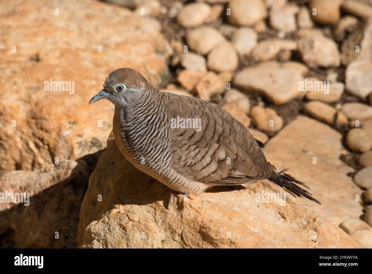Barred dove hi-res stock photography and images - Alamy