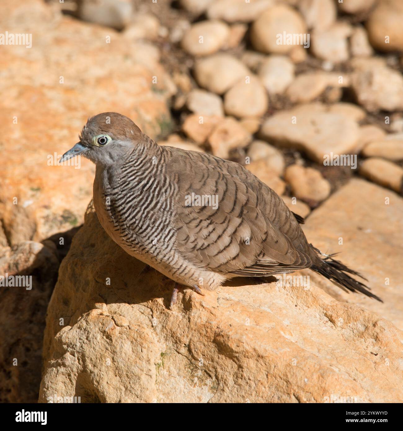 Zebra dove hi-res stock photography and images - Alamy