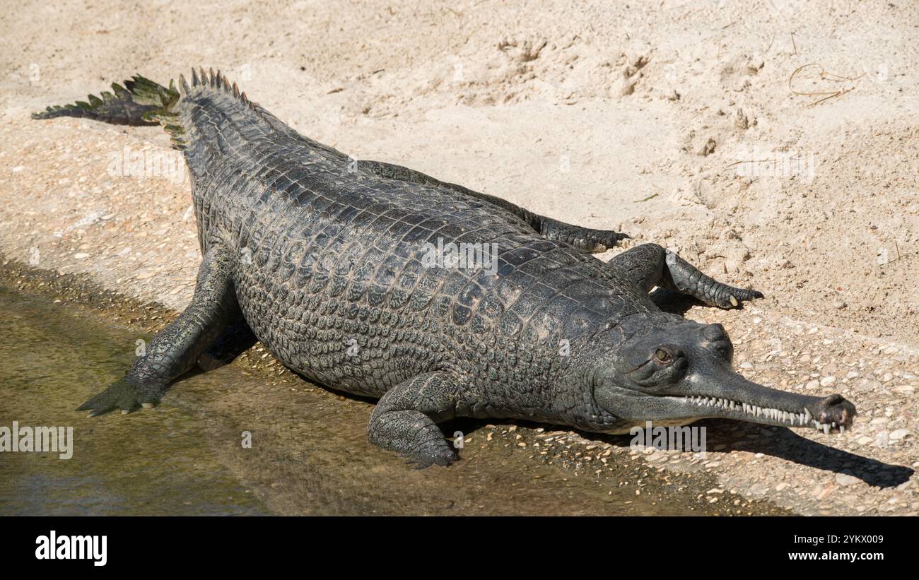 Indian gharial hi-res stock photography and images - Alamy