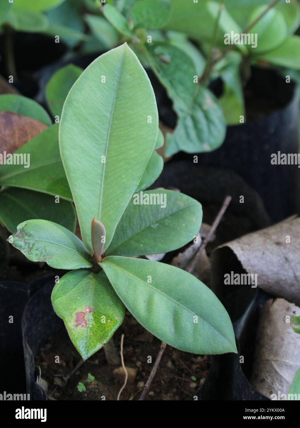 Tree seedling growing at a tropical plant nursery Stock Photo - Alamy