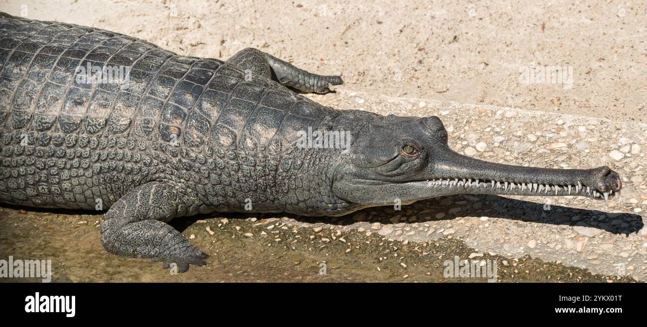 Indian predator hi-res stock photography and images - Alamy