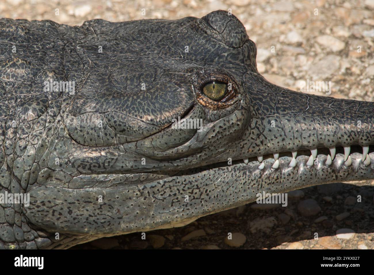 Indian gharial hi-res stock photography and images - Alamy