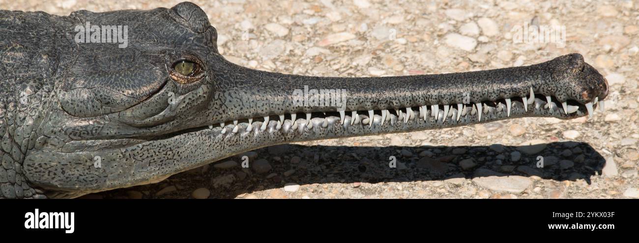 Indian gharial head hi-res stock photography and images - Alamy