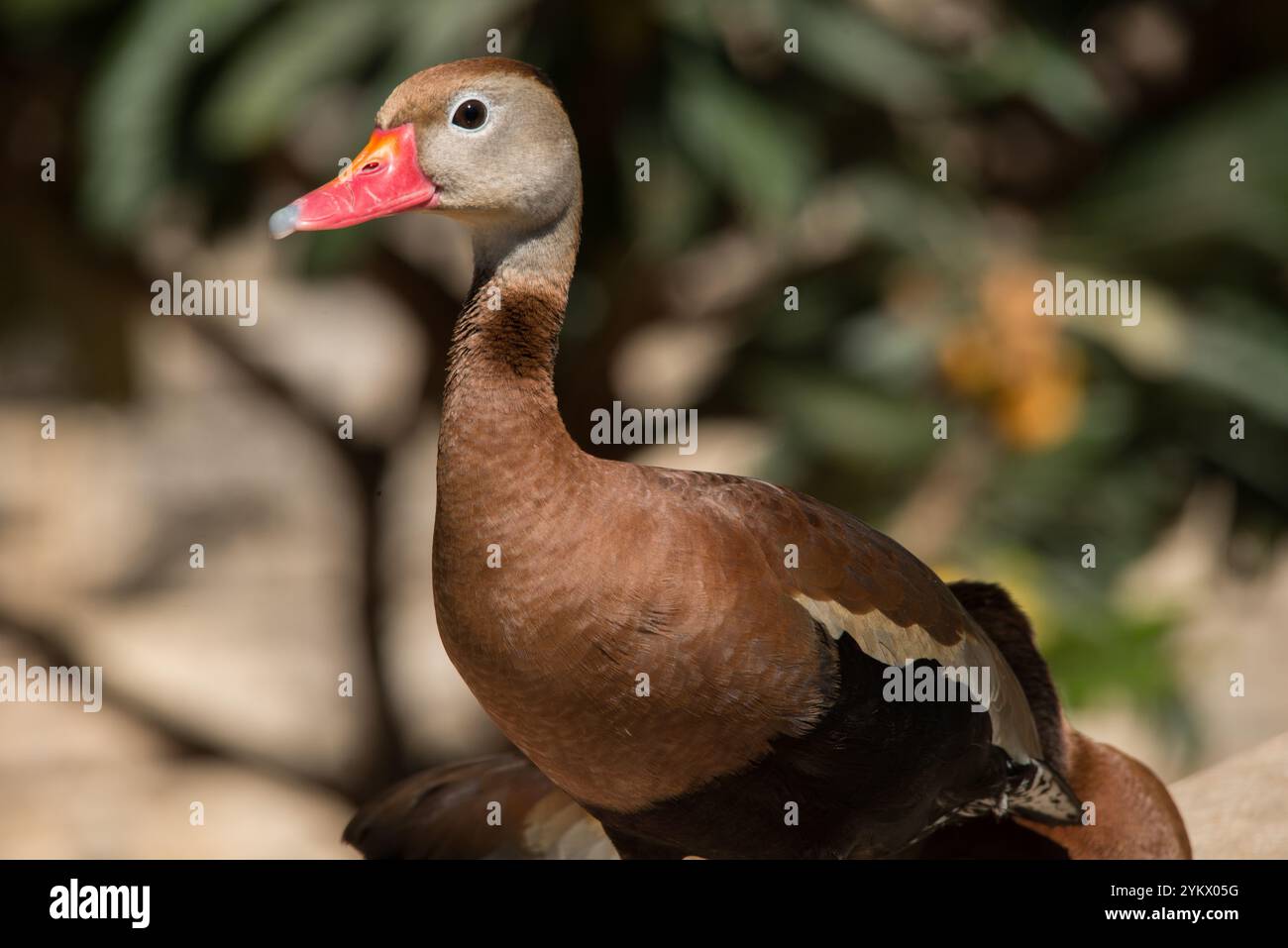 Close up whistling duck hi-res stock photography and images - Alamy
