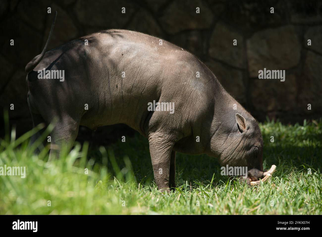Tusks tropical hi-res stock photography and images - Alamy