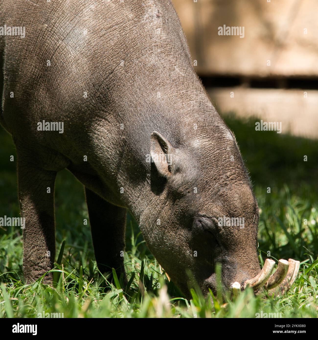 Babirusa family hi-res stock photography and images - Alamy