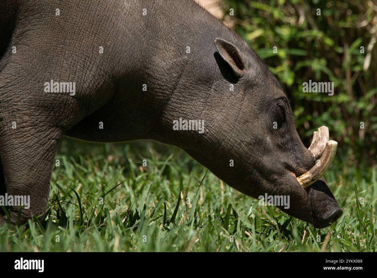 Moluccan babirusa hi-res stock photography and images - Alamy