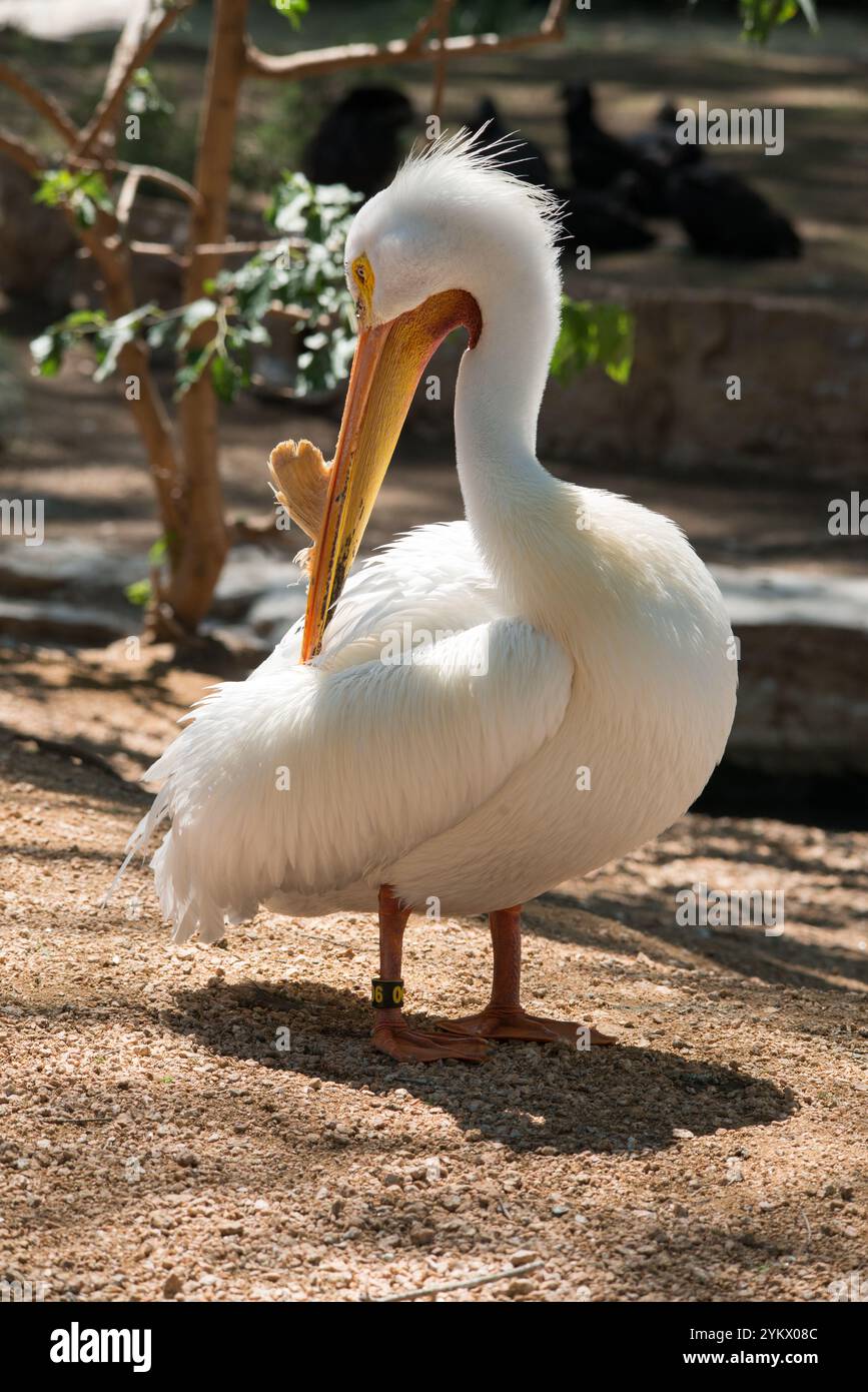 Great american white pelican hi-res stock photography and images - Alamy