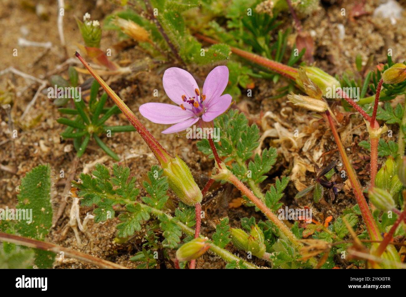 Long pointed seed pods hi-res stock photography and images - Alamy