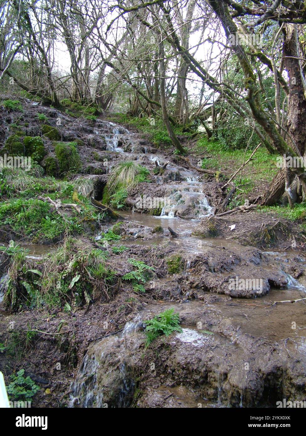Water flowing down a hillside through trees in the Mendip hills adds ...