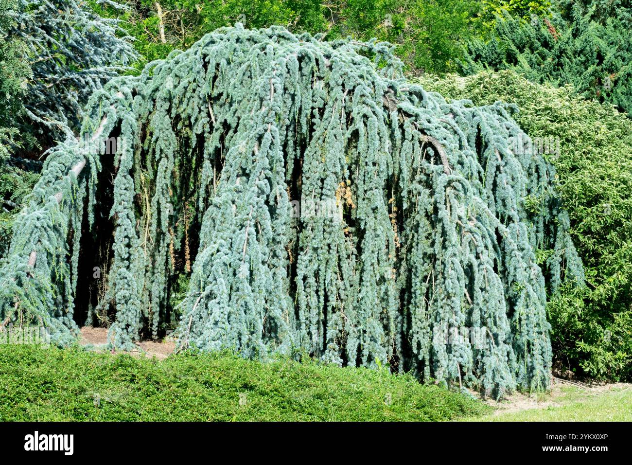 Blue Atlas Cedar tree Cedrus atlantica "Glauca Pendula" weeping ...