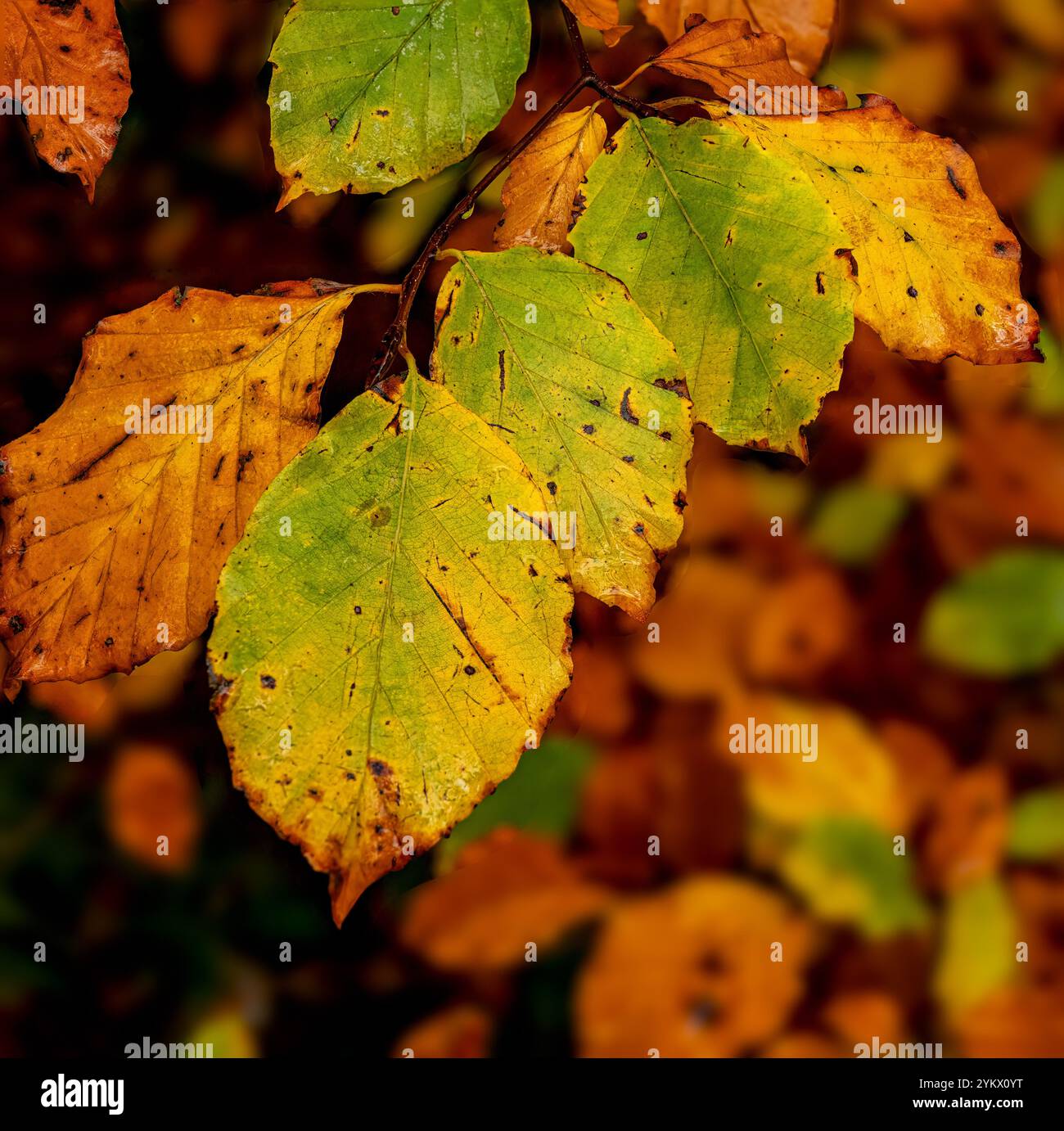 Glencoe Lochan Autumn Colours Stock Photo - Alamy