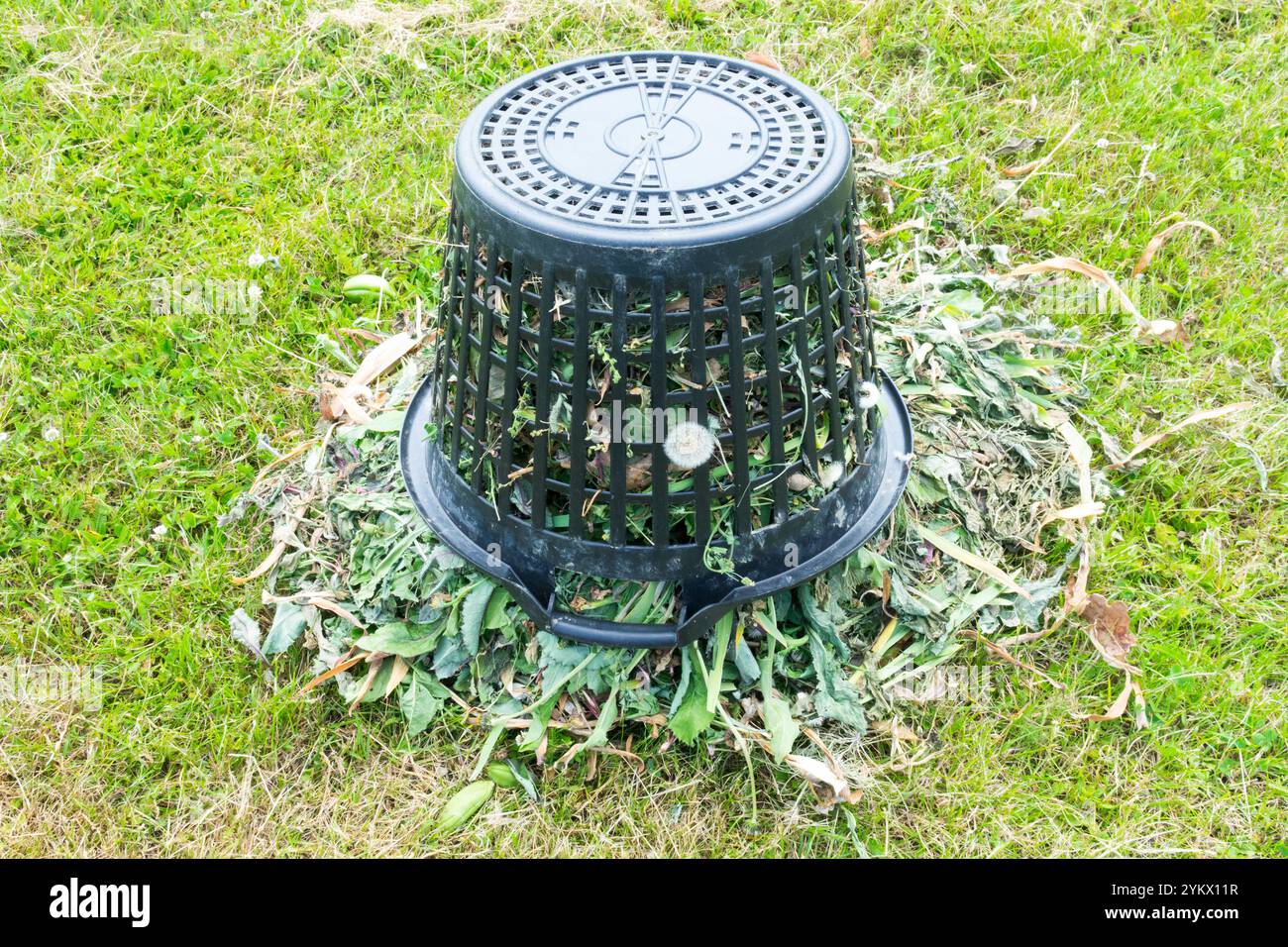 A plastic basket of garden weeds spilled onto the lawn Stock Photo - Alamy