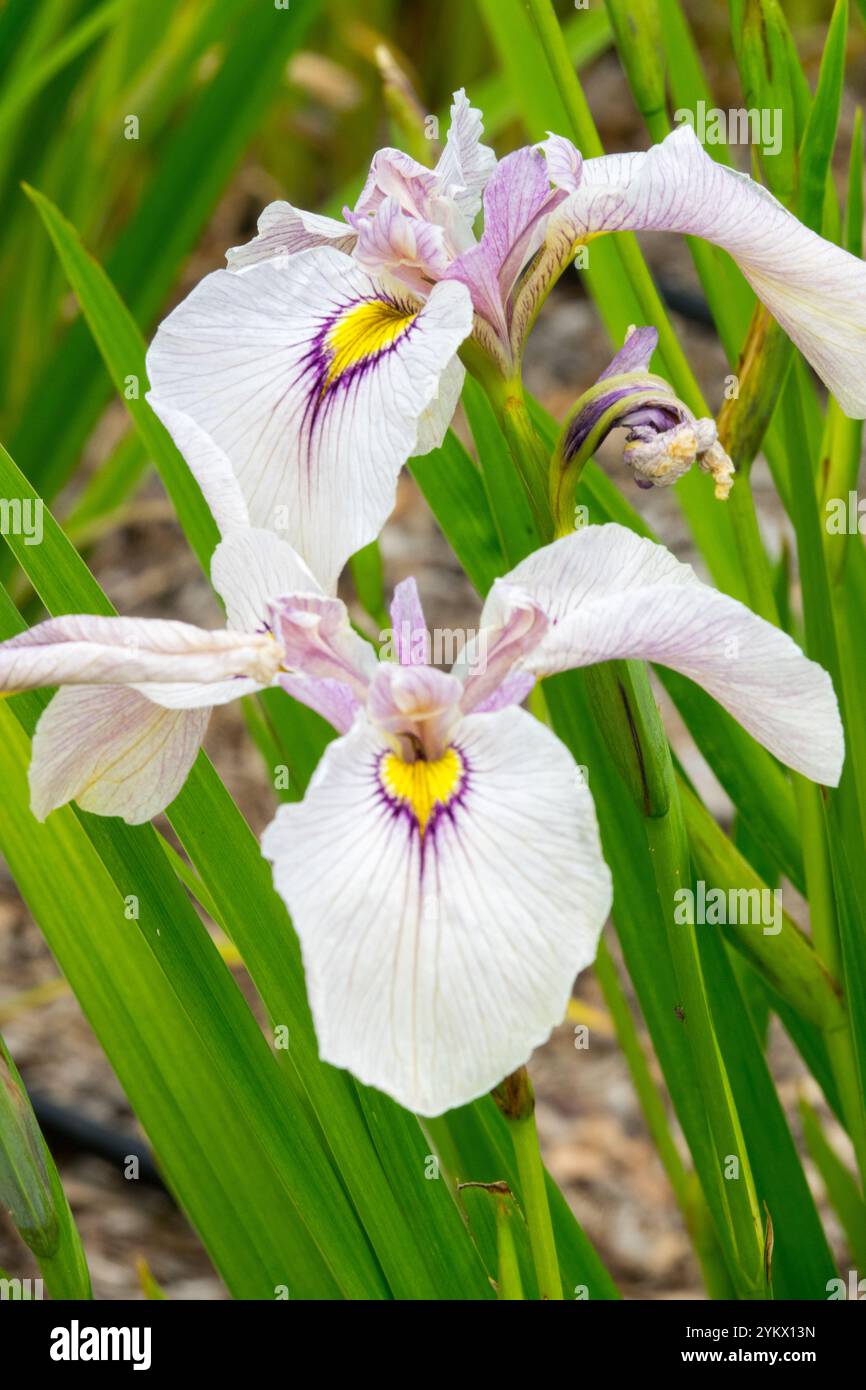 White Flag Iris Plants