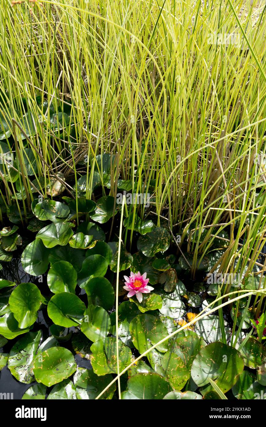 Rainwater garden pond hi-res stock photography and images - Alamy