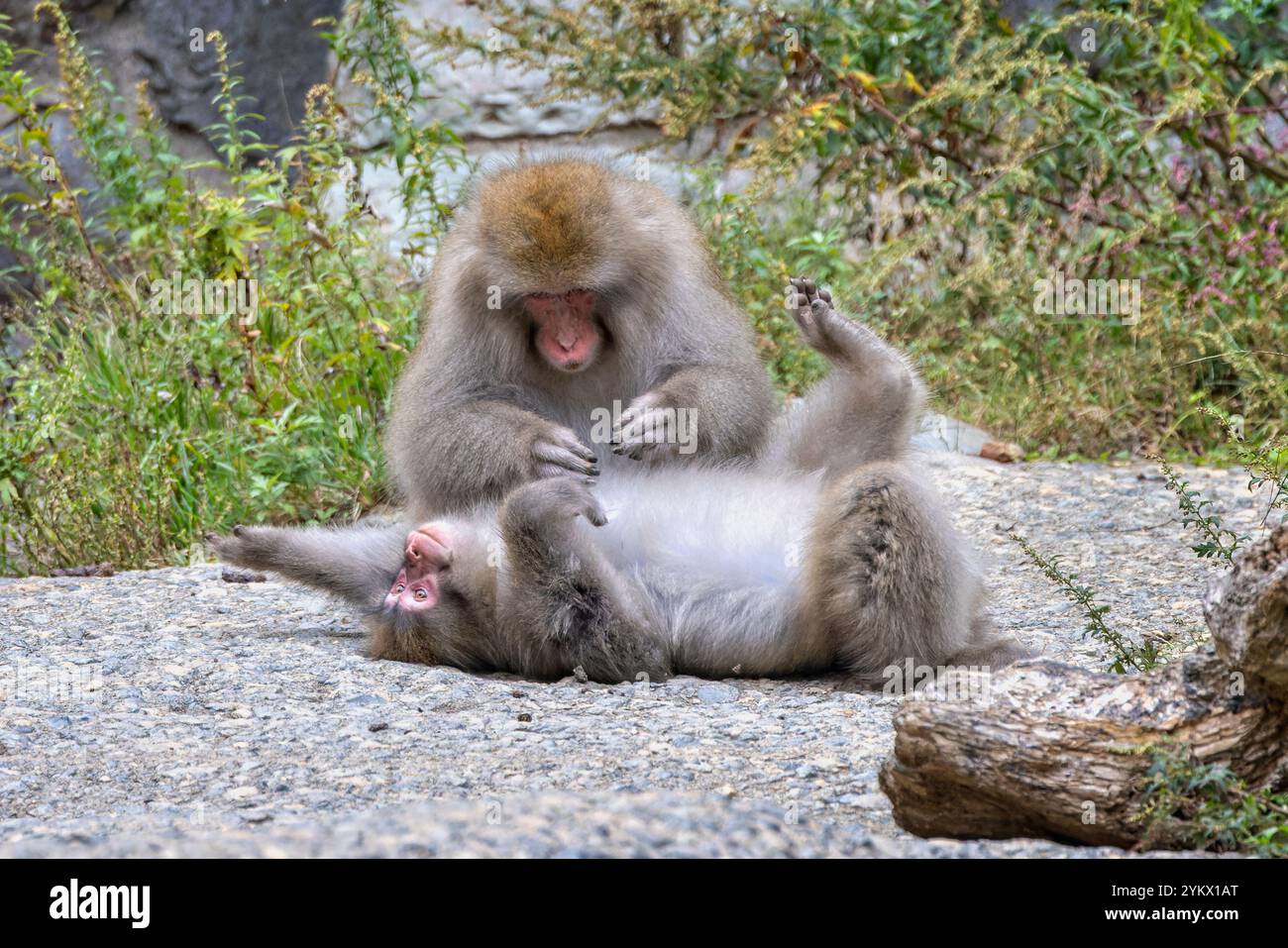 Pair of Japanese Macaque or snow monkey grooming each other at the ...