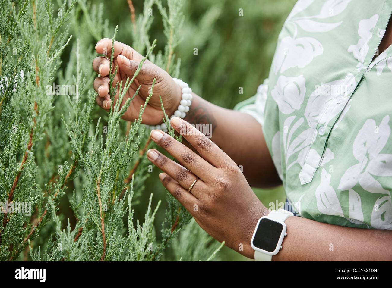 Side view closeup of female hands gently inspecting green arborvitae ...