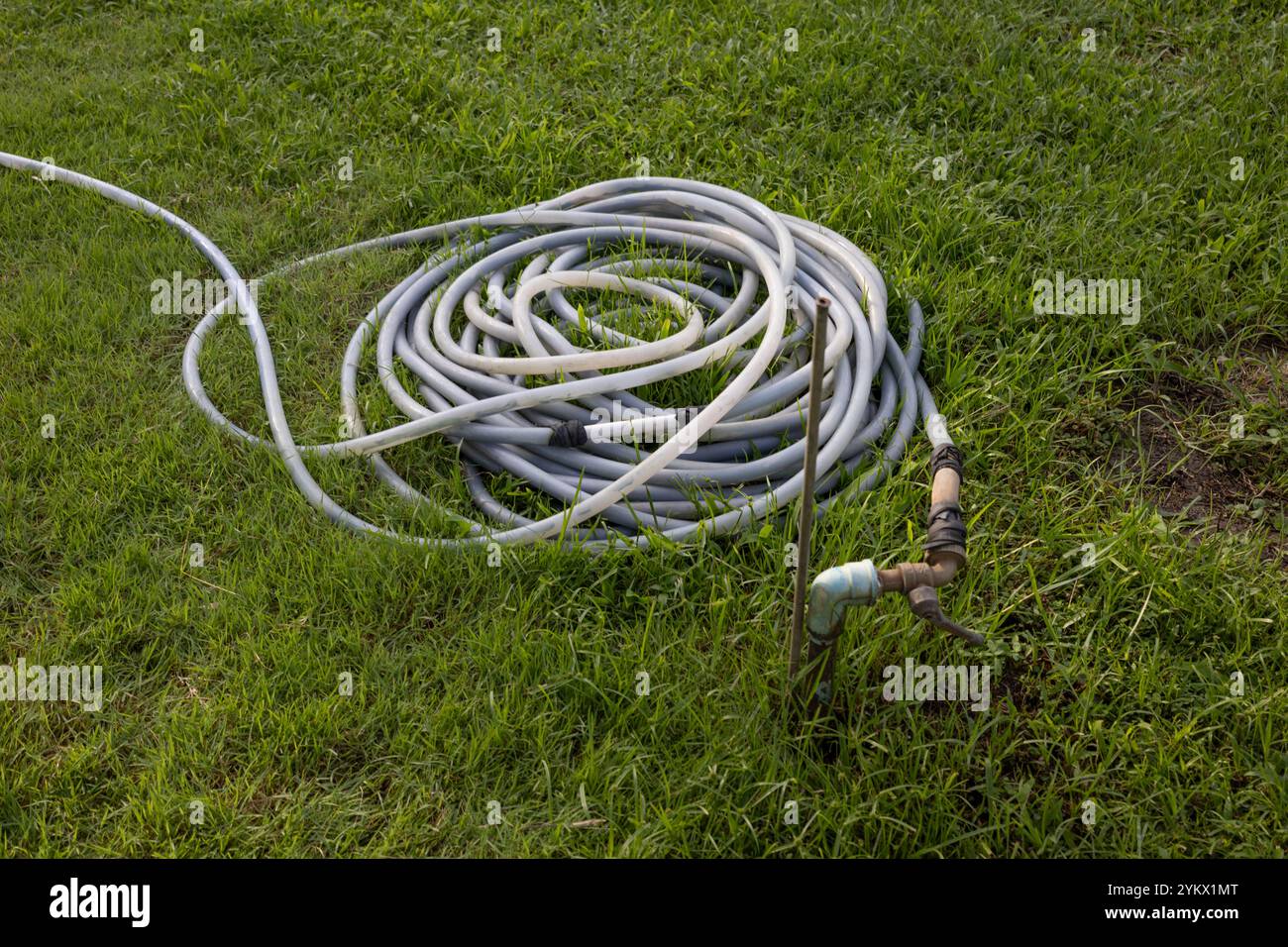 A long hose is lying on the grass. The hose is connected to a water ...