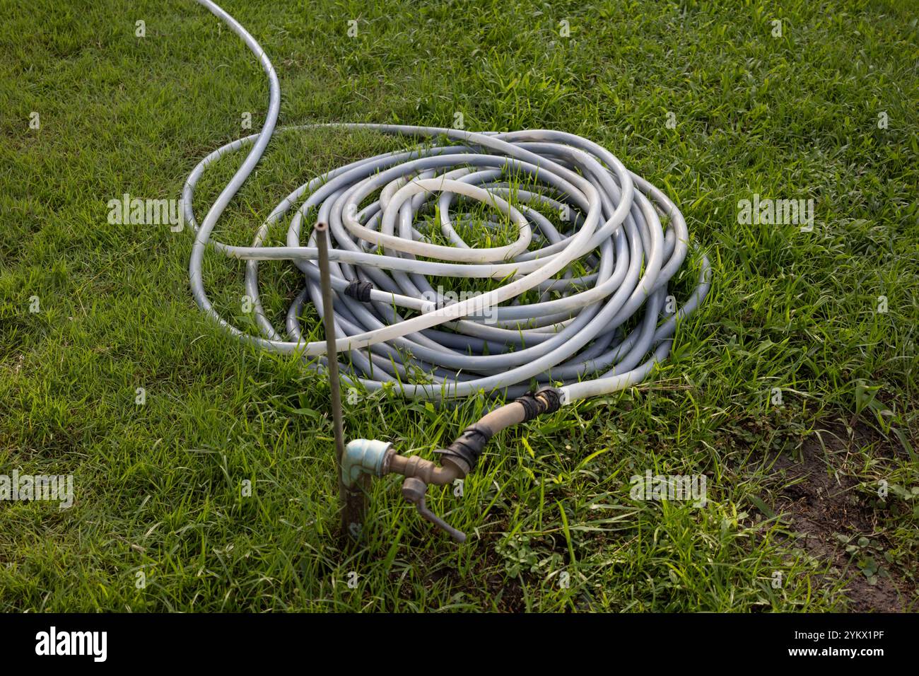 A long hose is lying on the grass. The hose is connected to a water ...