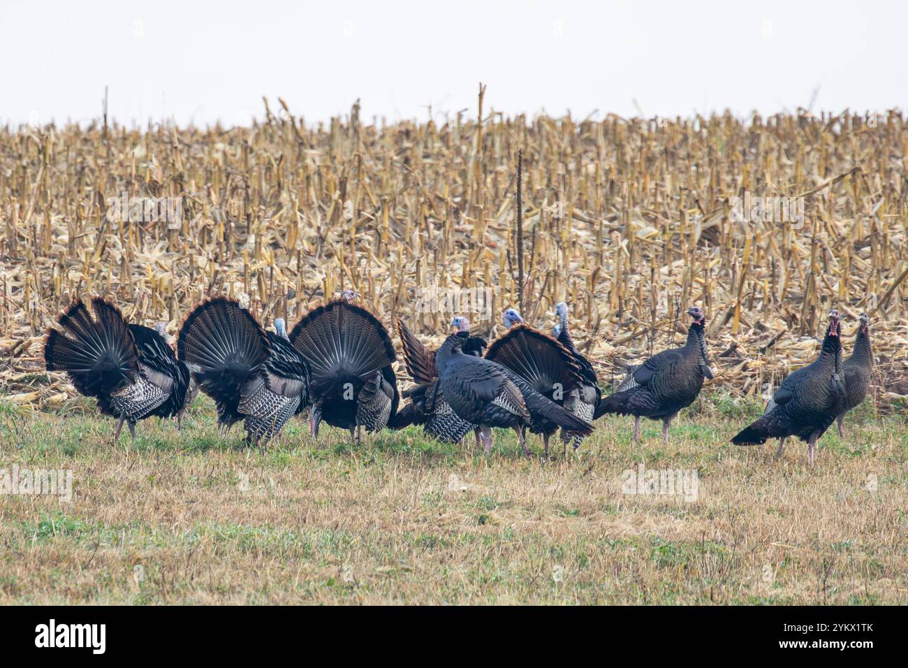 Wild turkys (Meleagris gallopavo) struting in autumn next to a ...