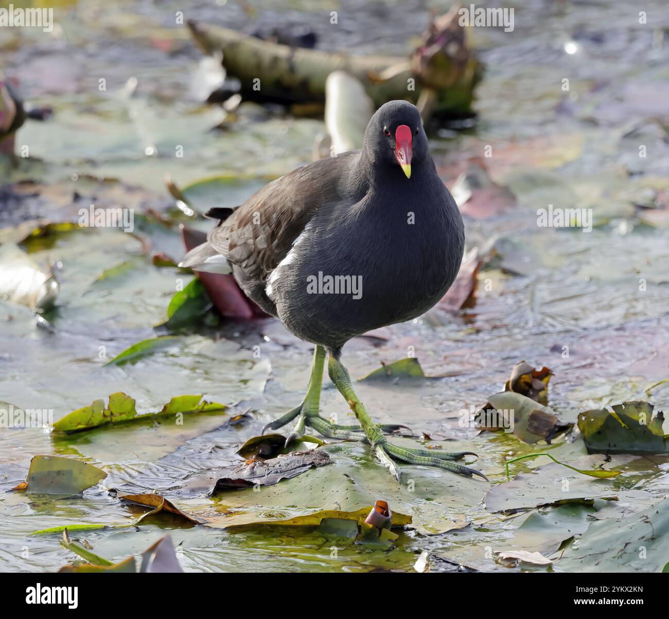 Gallinula waterbird hi-res stock photography and images - Alamy
