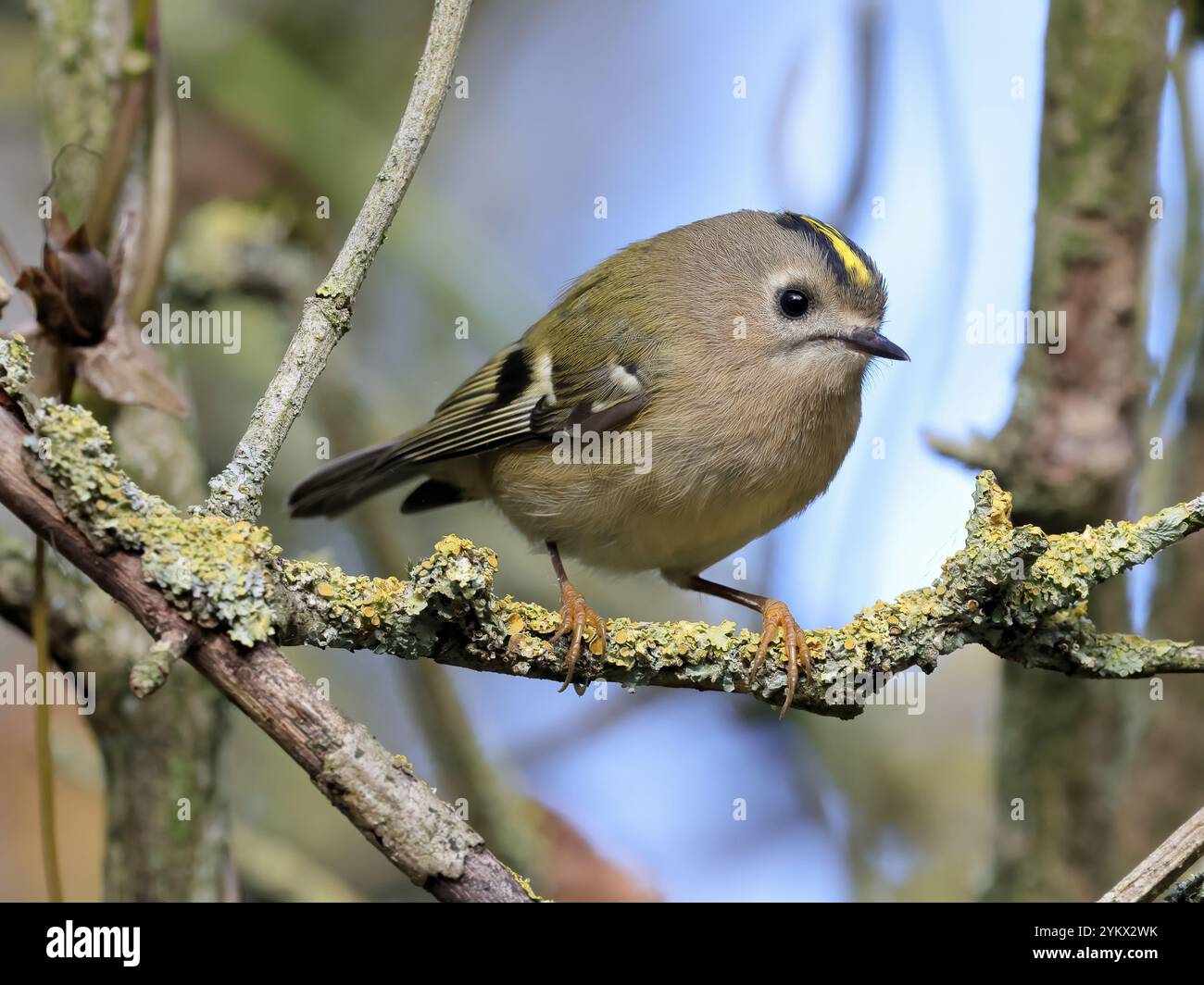 Goldcrest (Regulus Regulus Stock Photo - Alamy