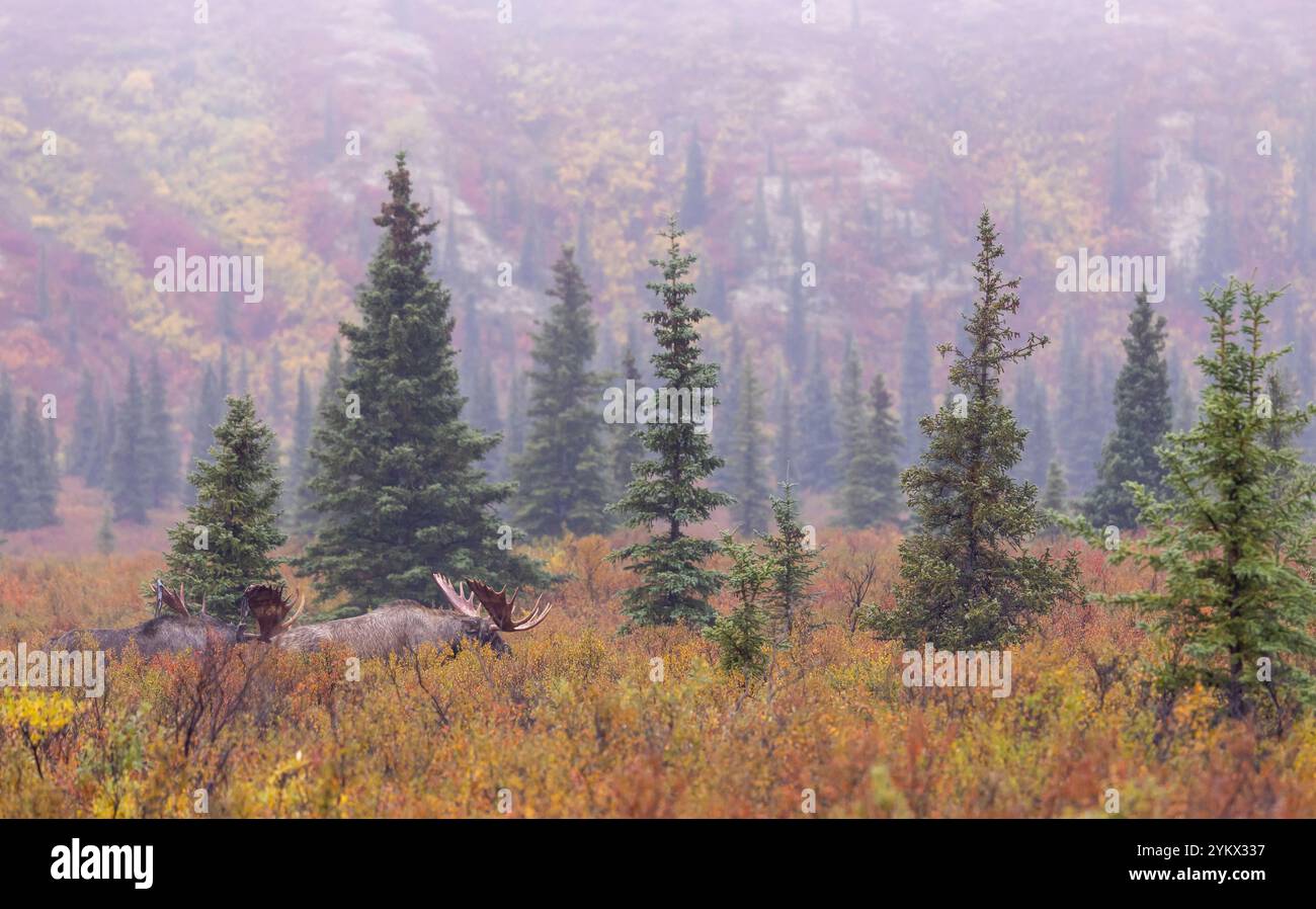 Alaska Yukon Bull Moose in Denali National Park Alaska in Autumn Stock ...