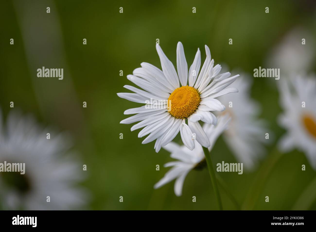 Perfect white & yellow daisy flower in the summertime in northern ...