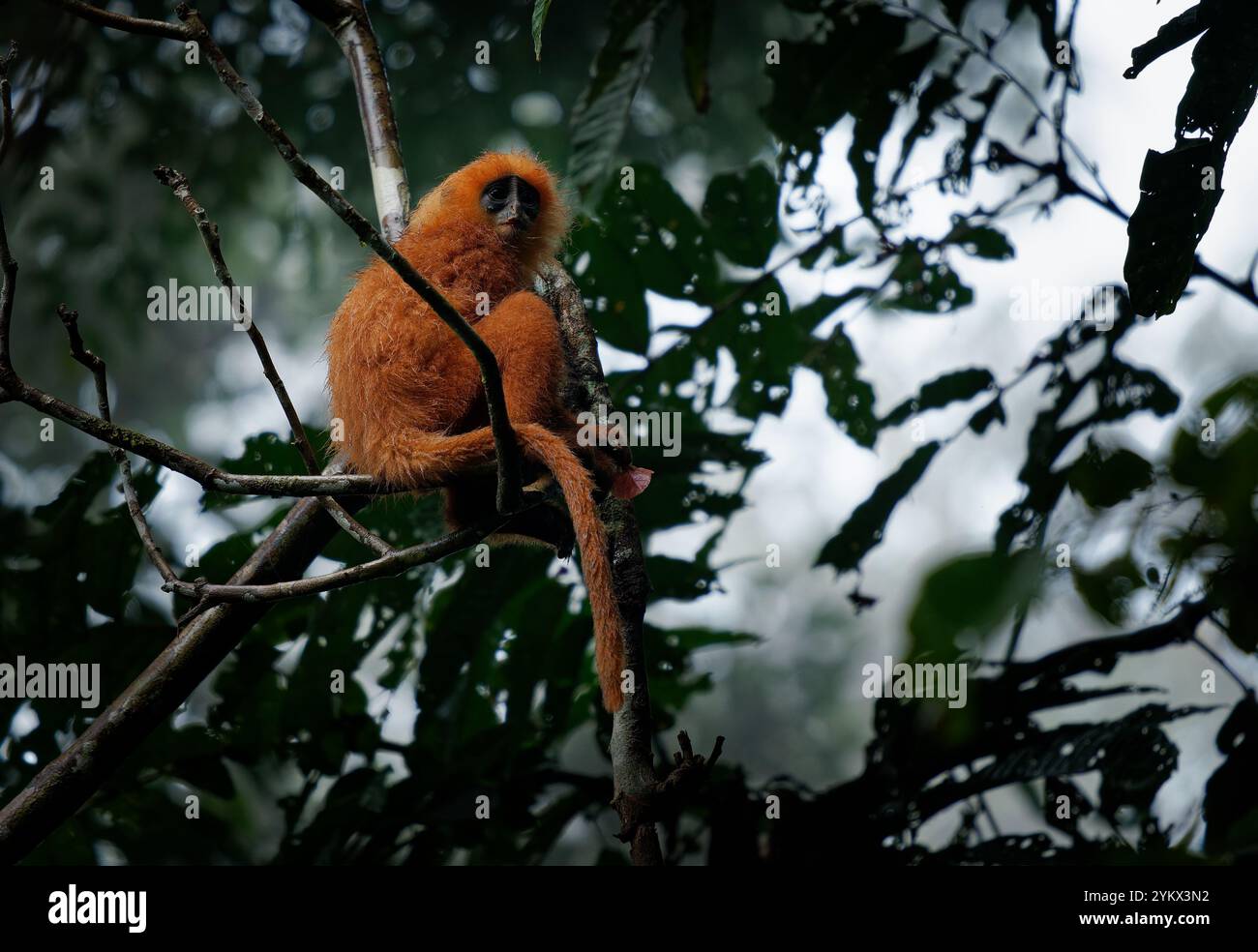 Maroon langur or leaf monkey or Red leaf monkey Presbytis rubicunda ...