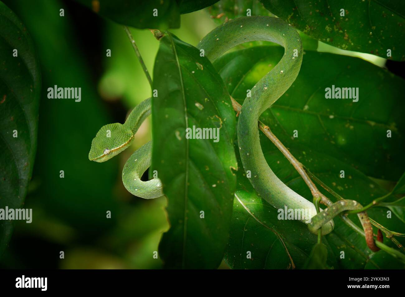 Bornean keeled green pit viper or North Philippine temple pit viper ...