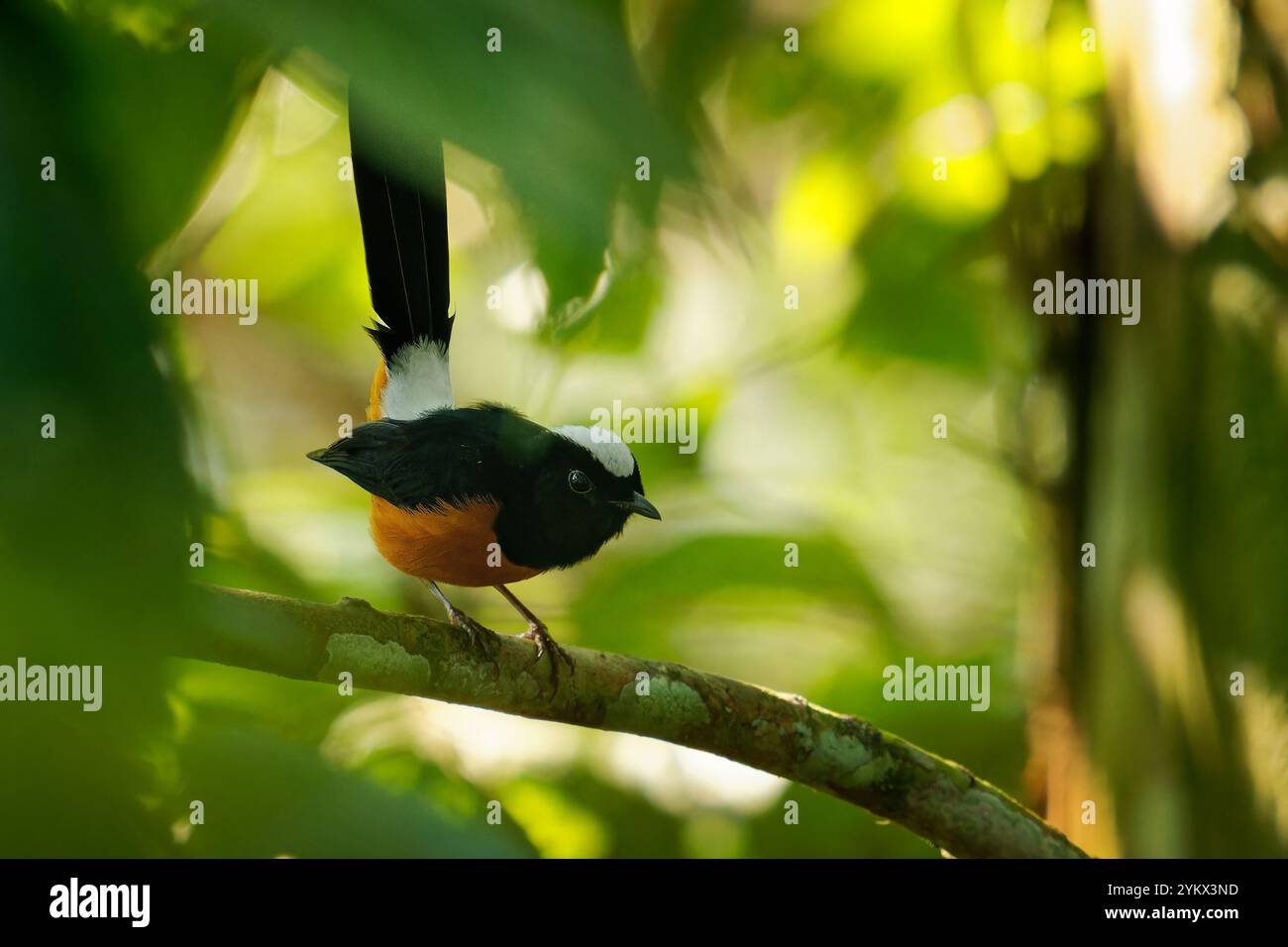 Shama bird hi-res stock photography and images - Alamy