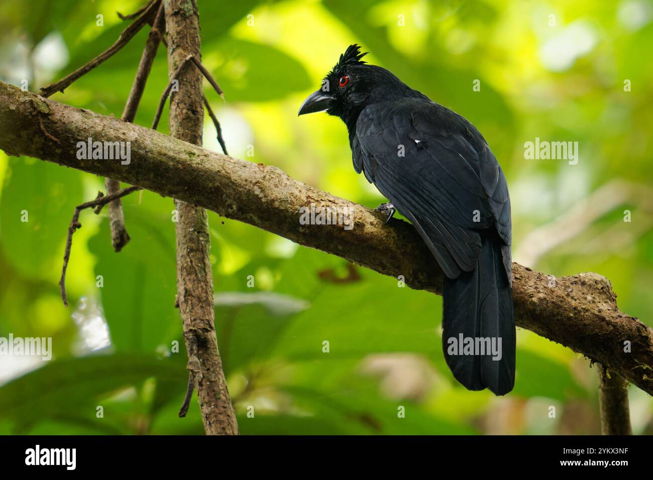 Bornean black magpie Platysmurus aterrimus, also Black crested magpie, treepie in Corvidae ...