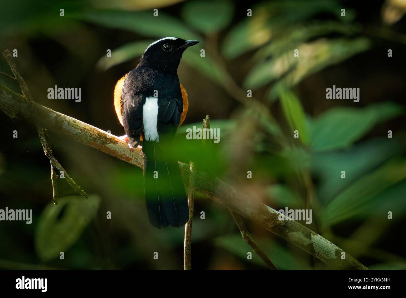 Shama bird hi-res stock photography and images - Alamy