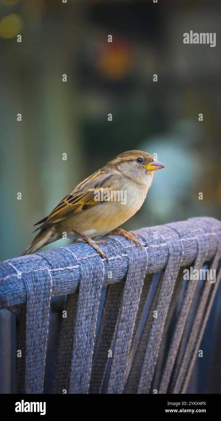 Colorful sparrow stands on the back of a chair Stock Photo - Alamy