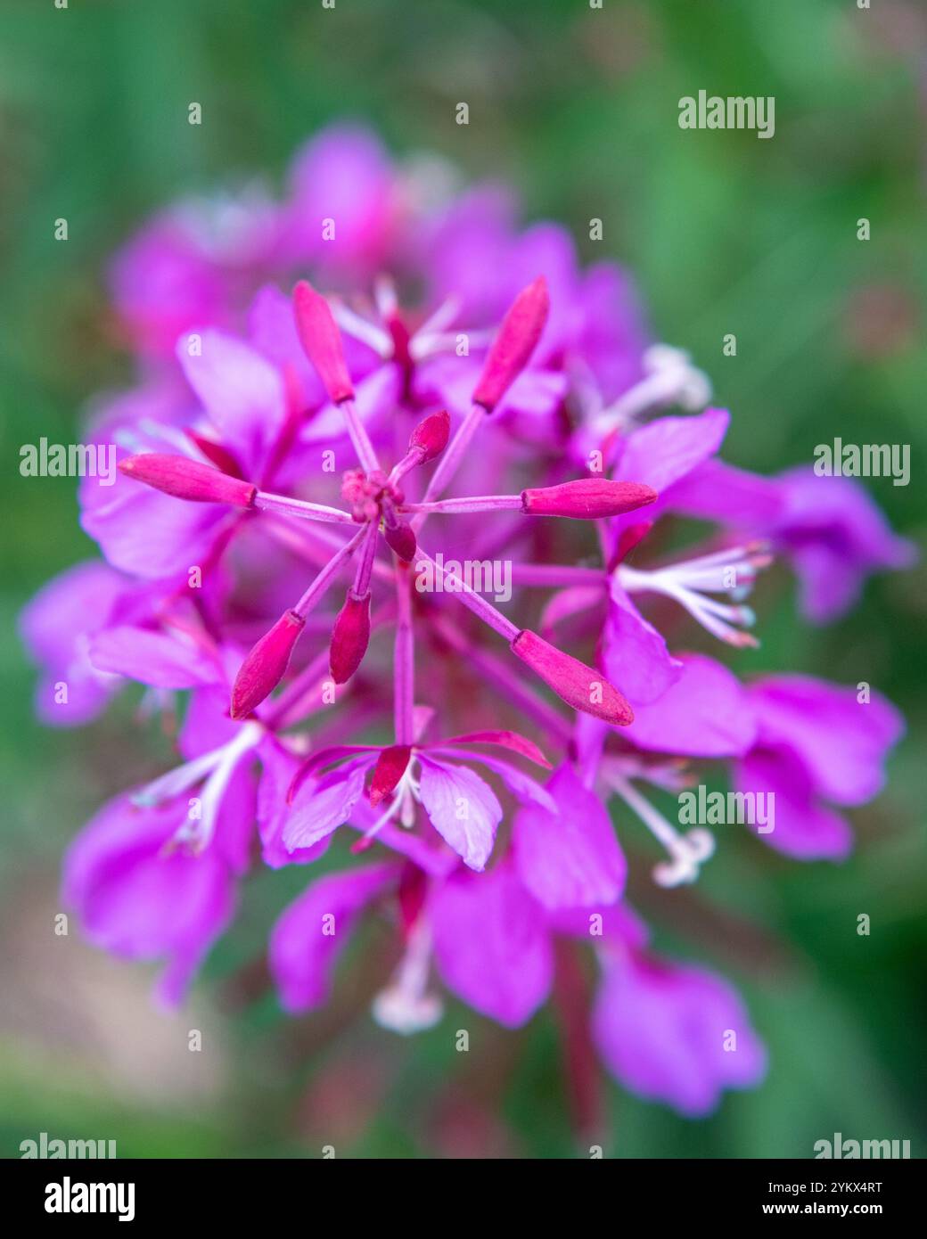 Stunning Fireweed (Chamaenerion angustifolium) flower seen in summer ...