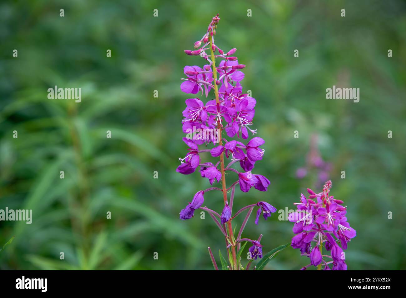 Stunning Fireweed (Chamaenerion angustifolium) flower seen in summer ...