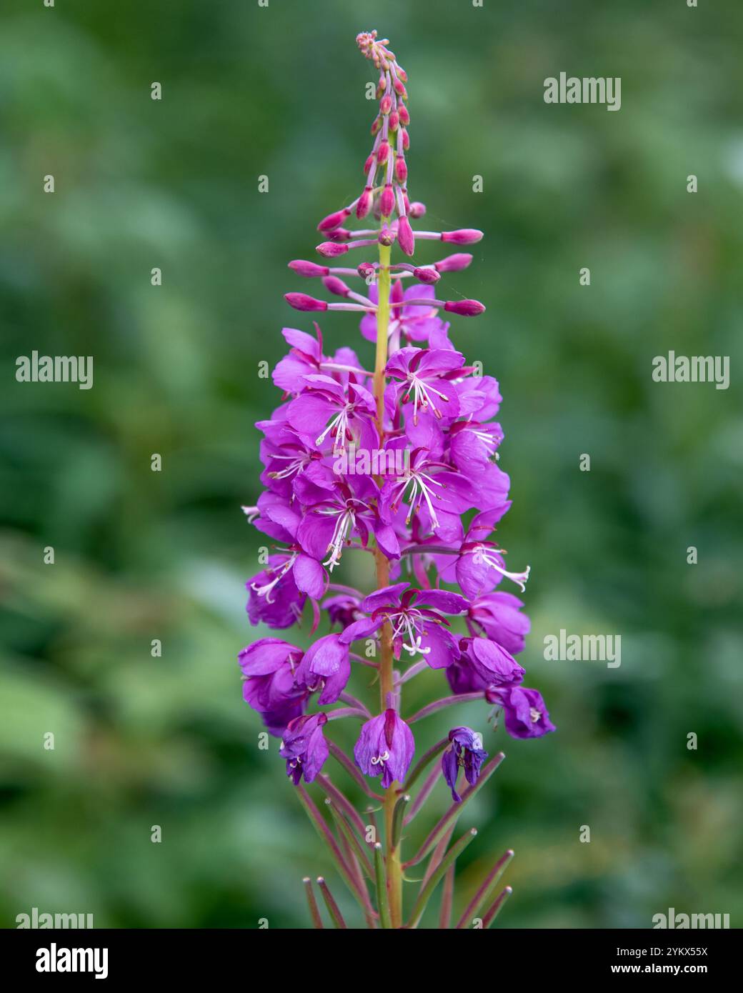 Stunning Fireweed (Chamaenerion angustifolium) flower seen in summer ...