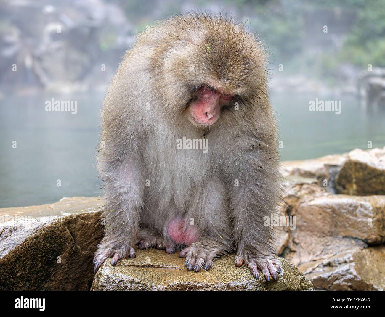 Japanese Macaque or snow monkey sitting beside the steaming hot spring ...