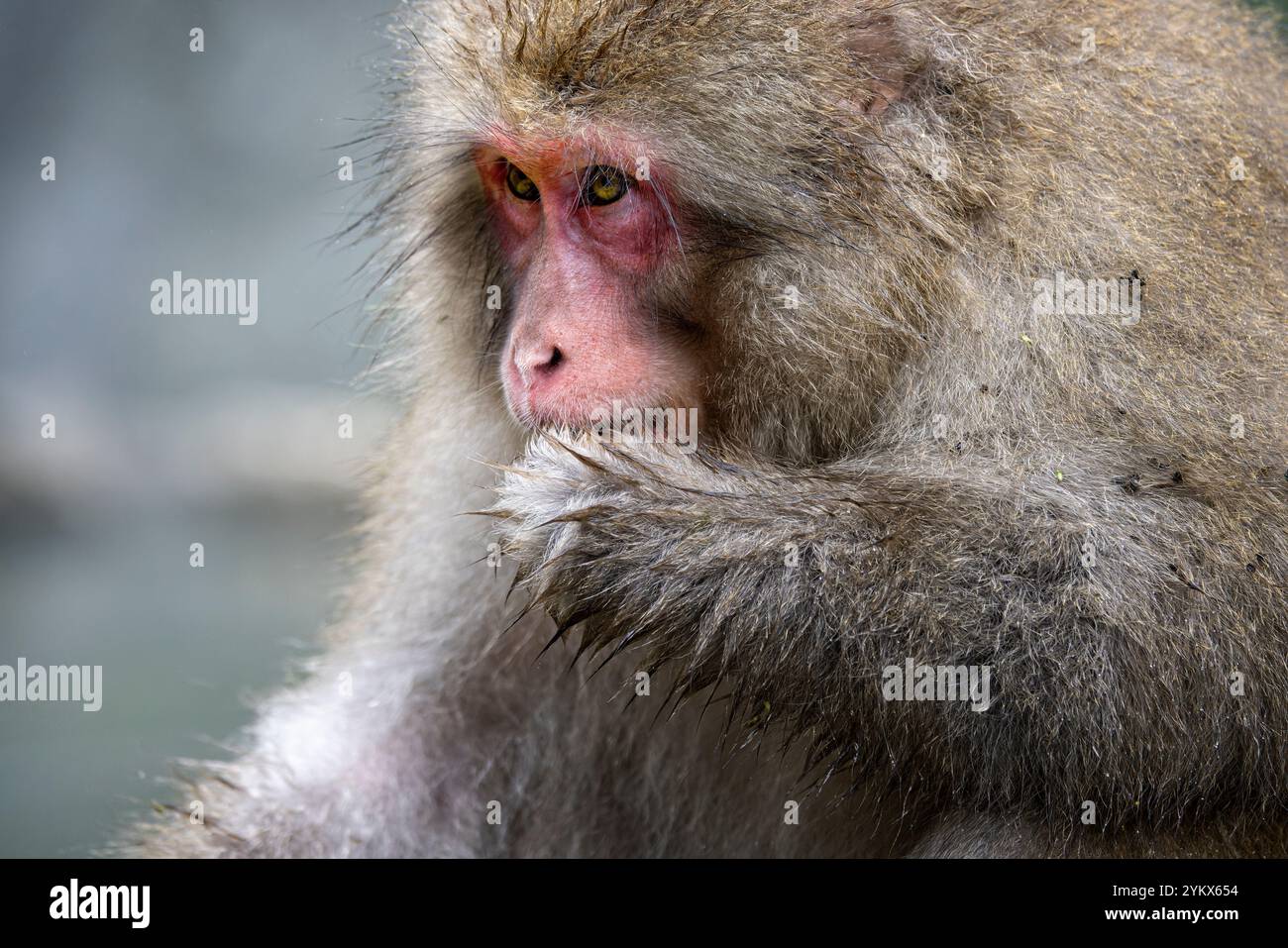 Japanese macaques in water hi-res stock photography and images - Alamy