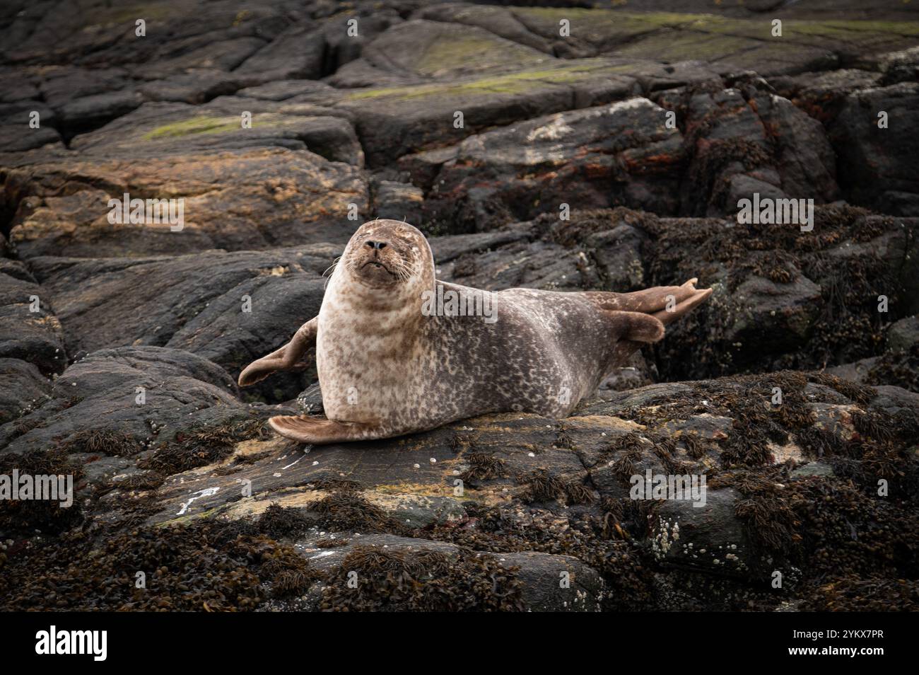 Common seal hauled up on the rocks with a smug grin in Loch Roe ...