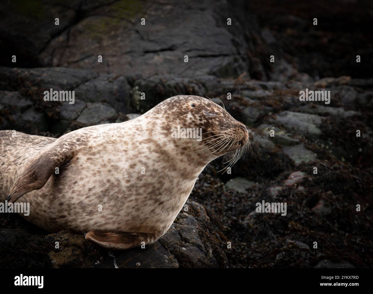 Common seal hauled up on the rocks with a smug grin in Loch Roe ...